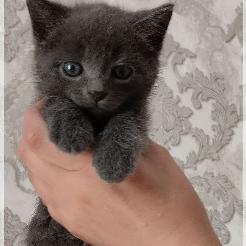 Котята в добрые руки бесплатно
