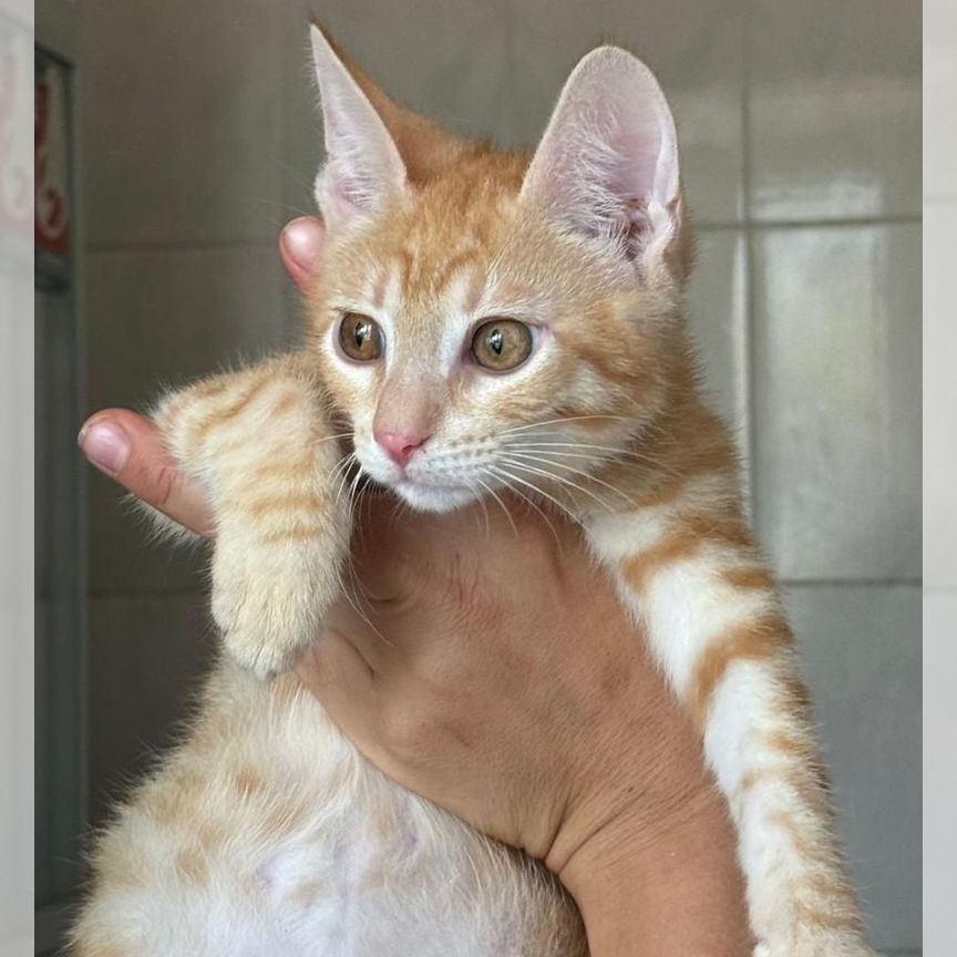 Котенок Рыжик в добрые руки