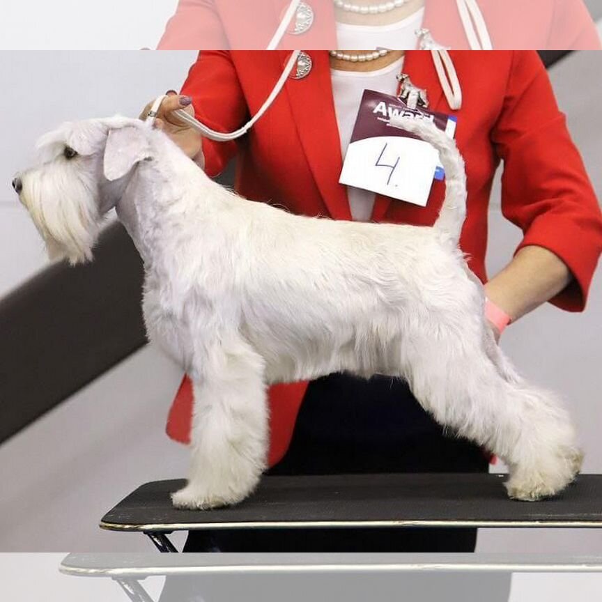 Цвергшнауцер, щенок