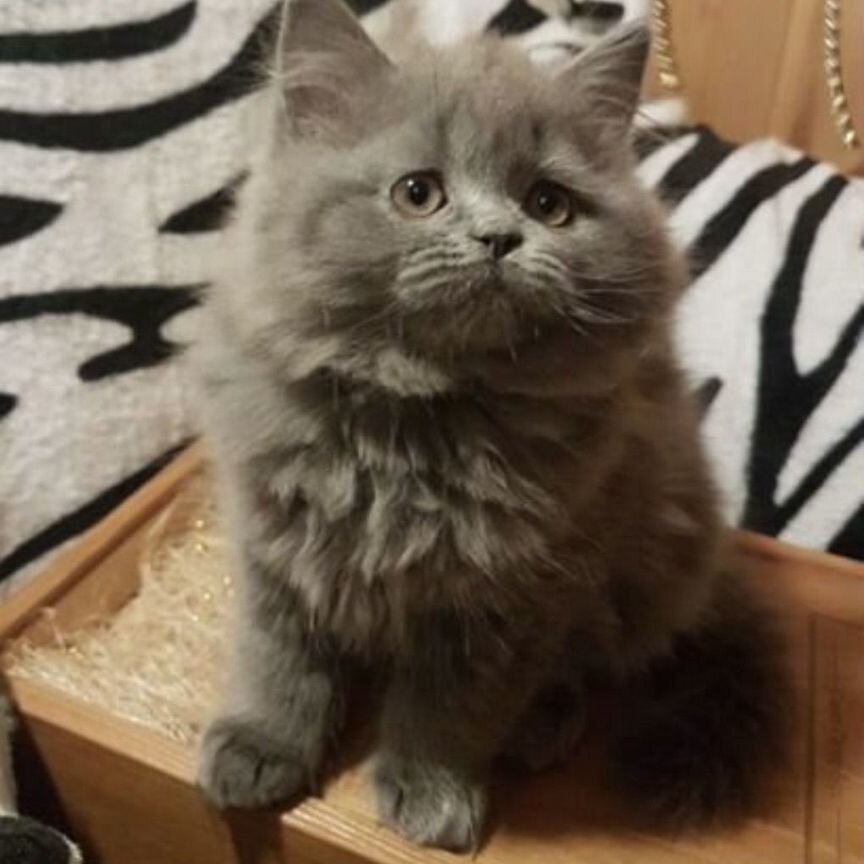 Миленькая кошечка британочка