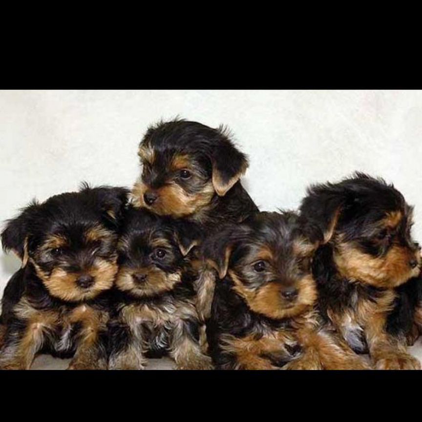 Йоркширский терьер щенки