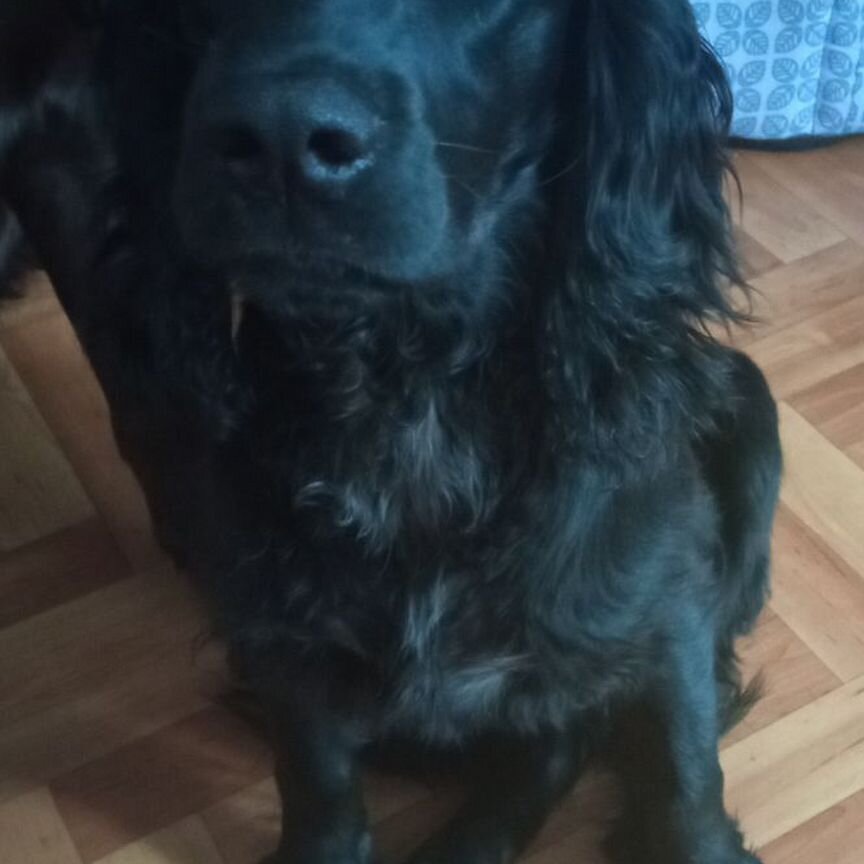 Русский охотничий спаниель бесплатно