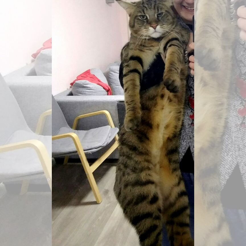 Чаузи котёнок