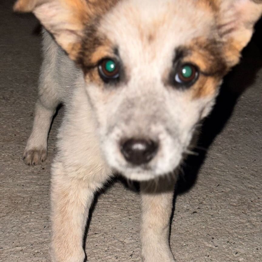 Щенки ищут дом