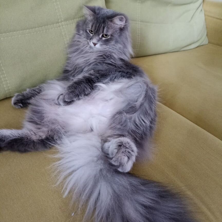 Кошка
