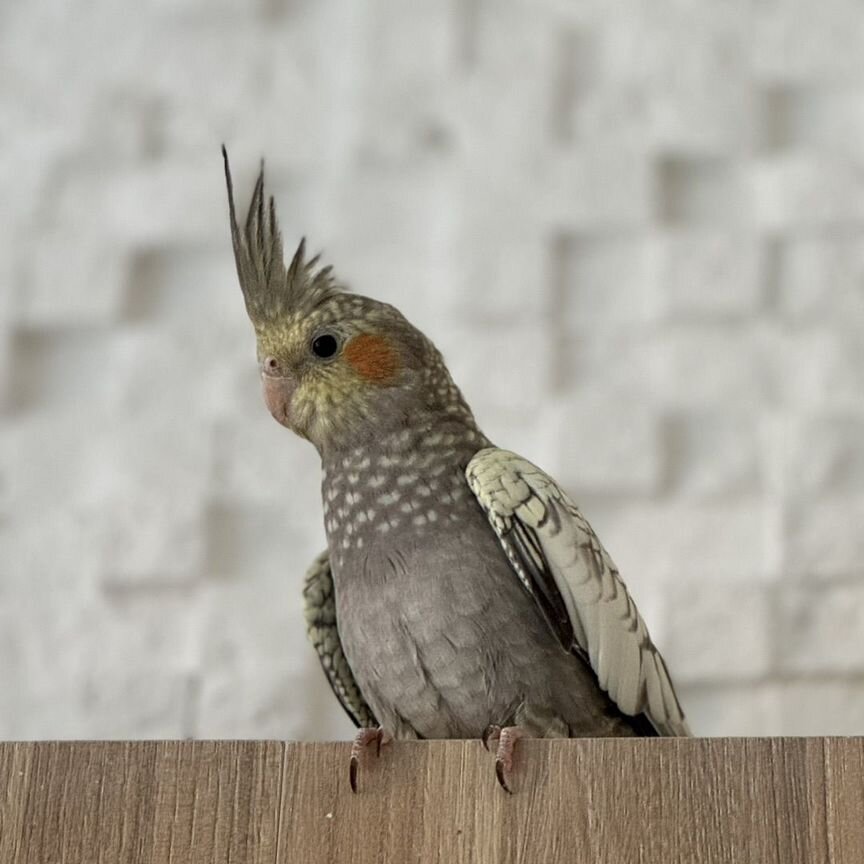 Попугай корелла бесплатно