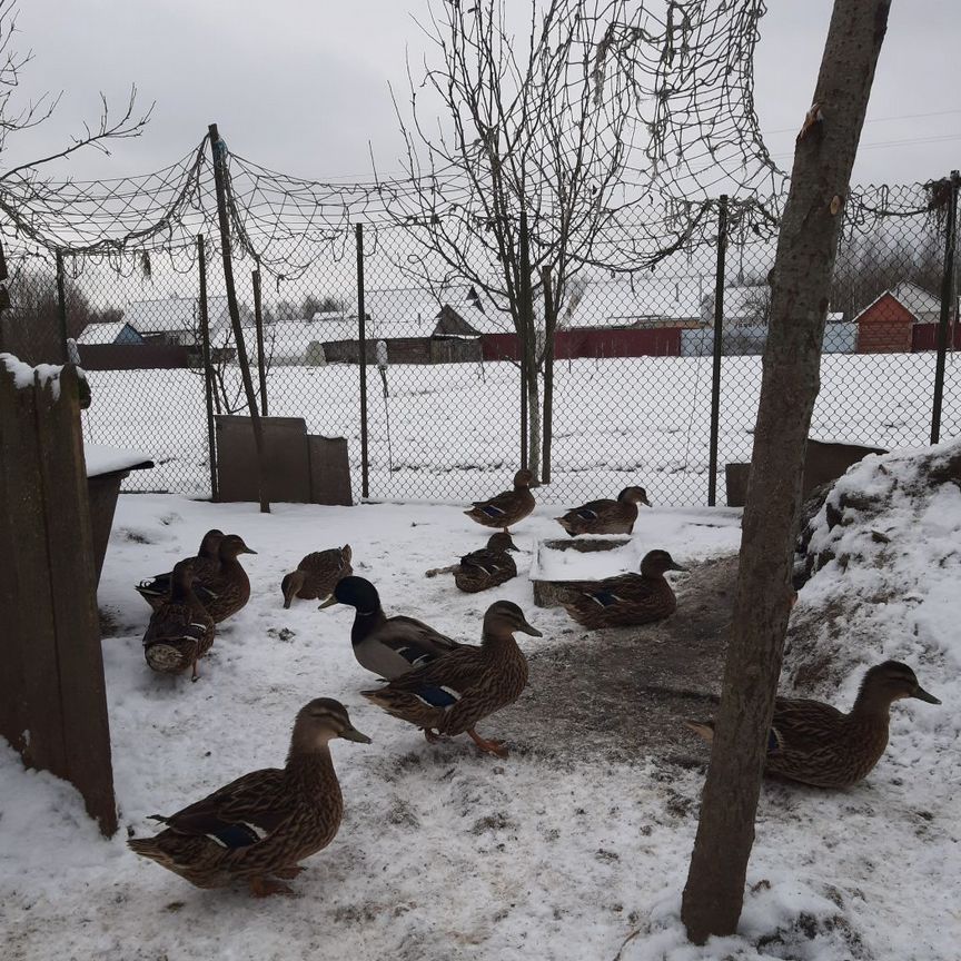 Утки подсадные и селезни