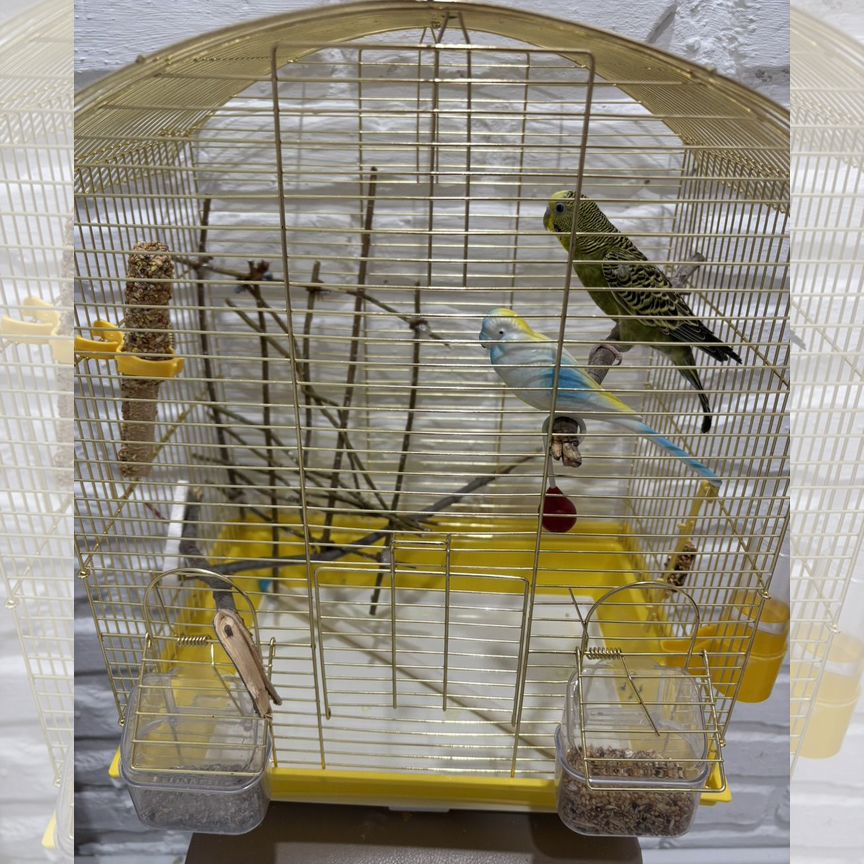 Волнистый попугай