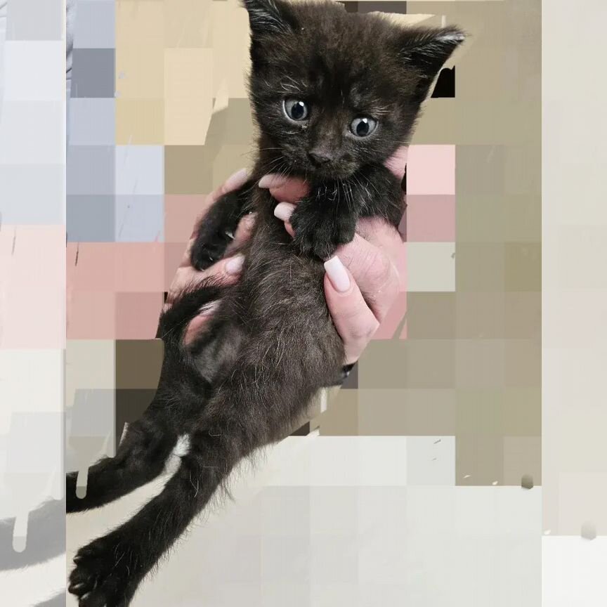 Котёнок в добрые руки