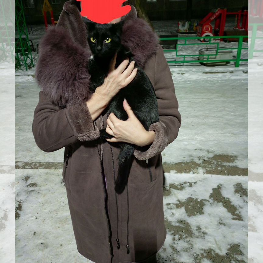 Кошка замерзает