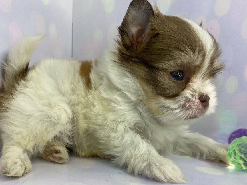 Мини мальчик Гуффи