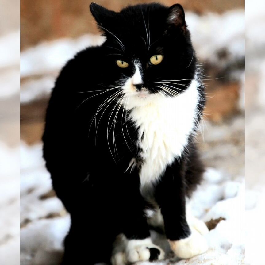 Денежная кошечка