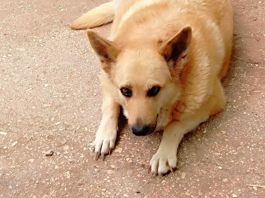 Собака добрые люди нужен збор собачкам на корм