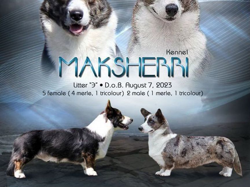 Щенки вельш-корги кардиган