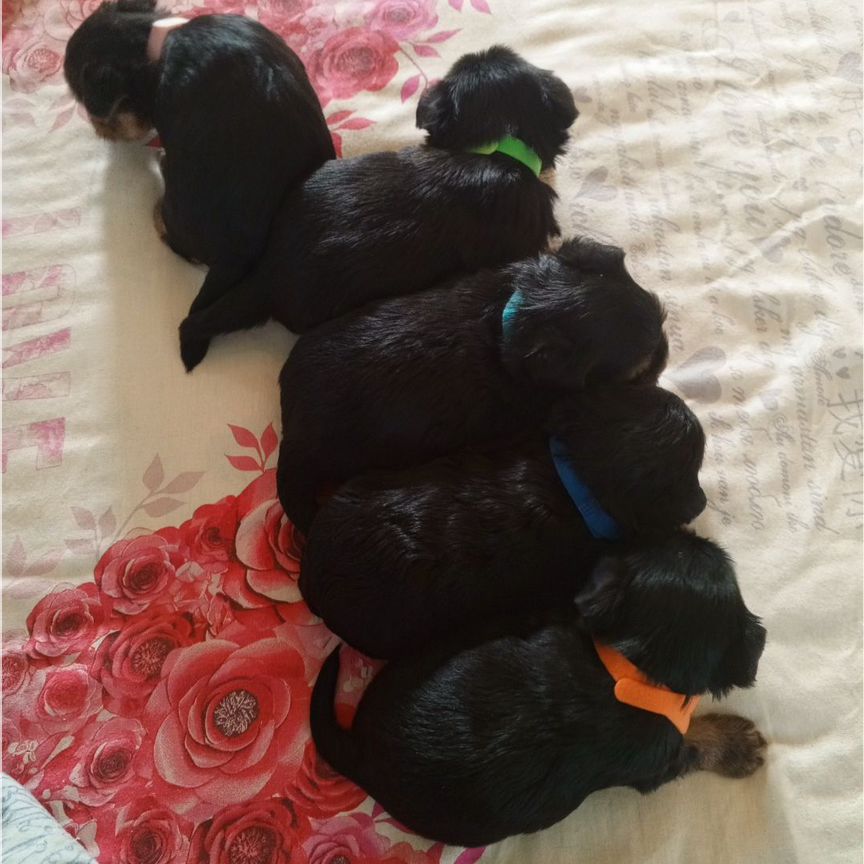 Йоркширский терьер щенки