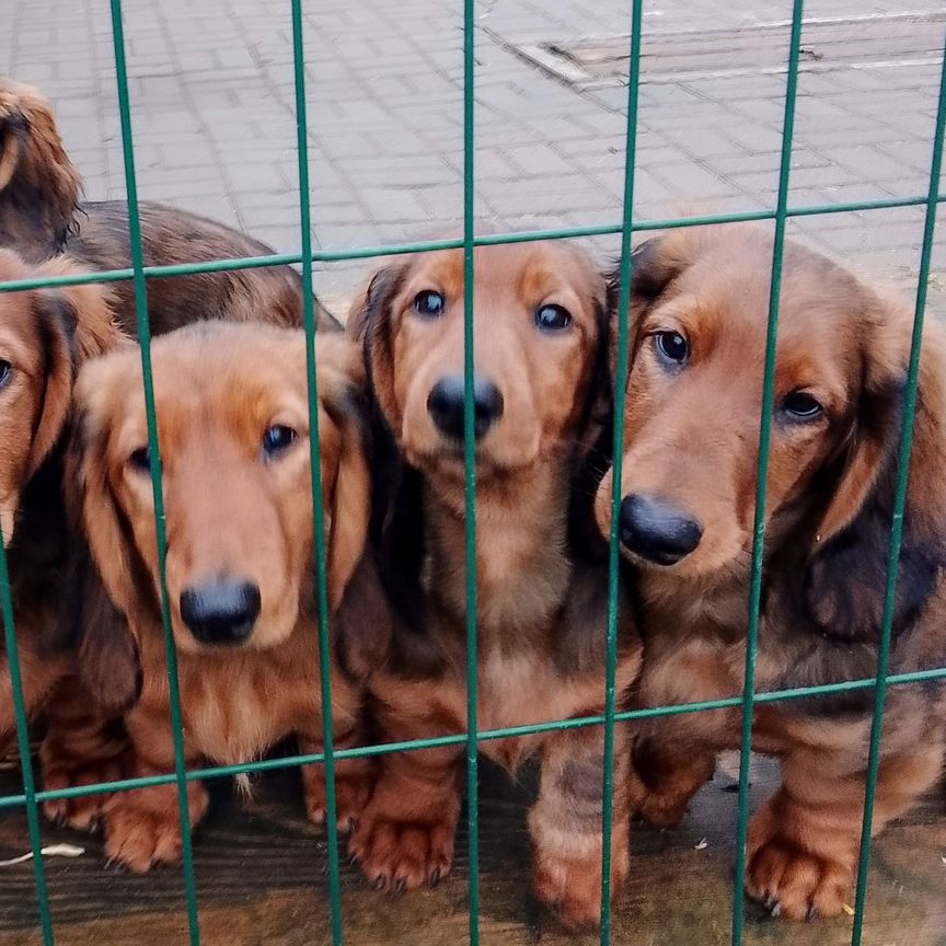 Длинношерстная такса стандарт