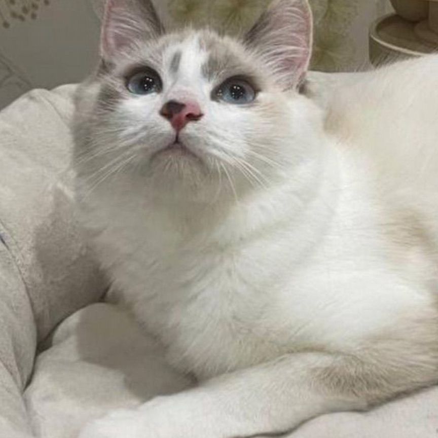 Взрослая кошка от частного владельца