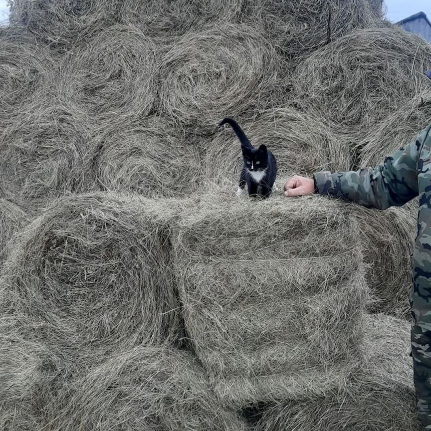 Сено мини рулоны