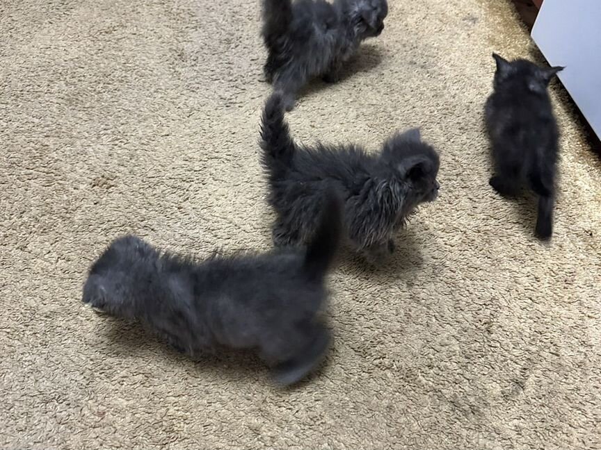 Вислоухие котята