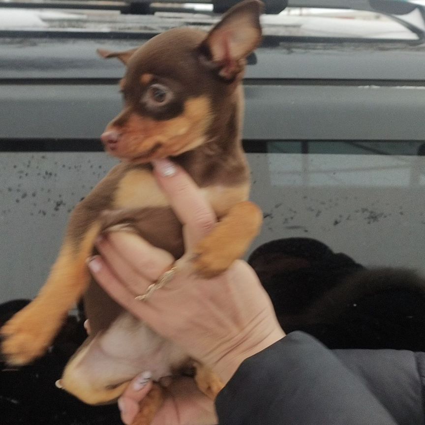 Русский той-терьер, щенок