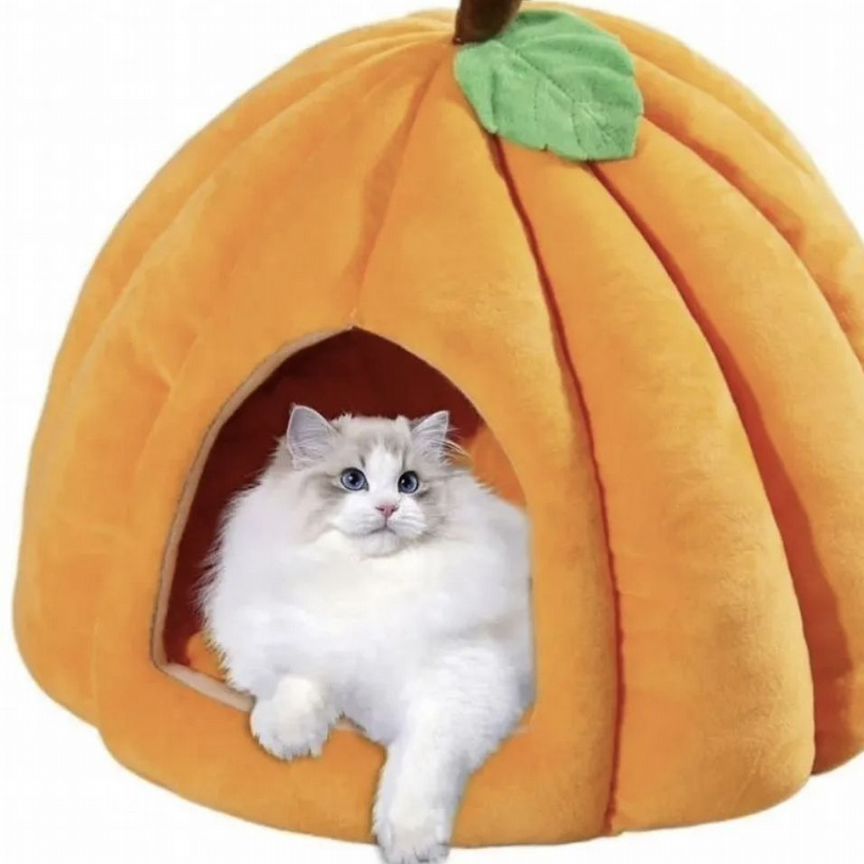 Тыква, в которой кот не превращается в Золушку