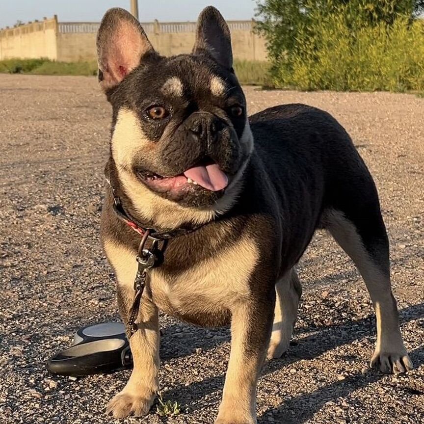 Французский бульдог