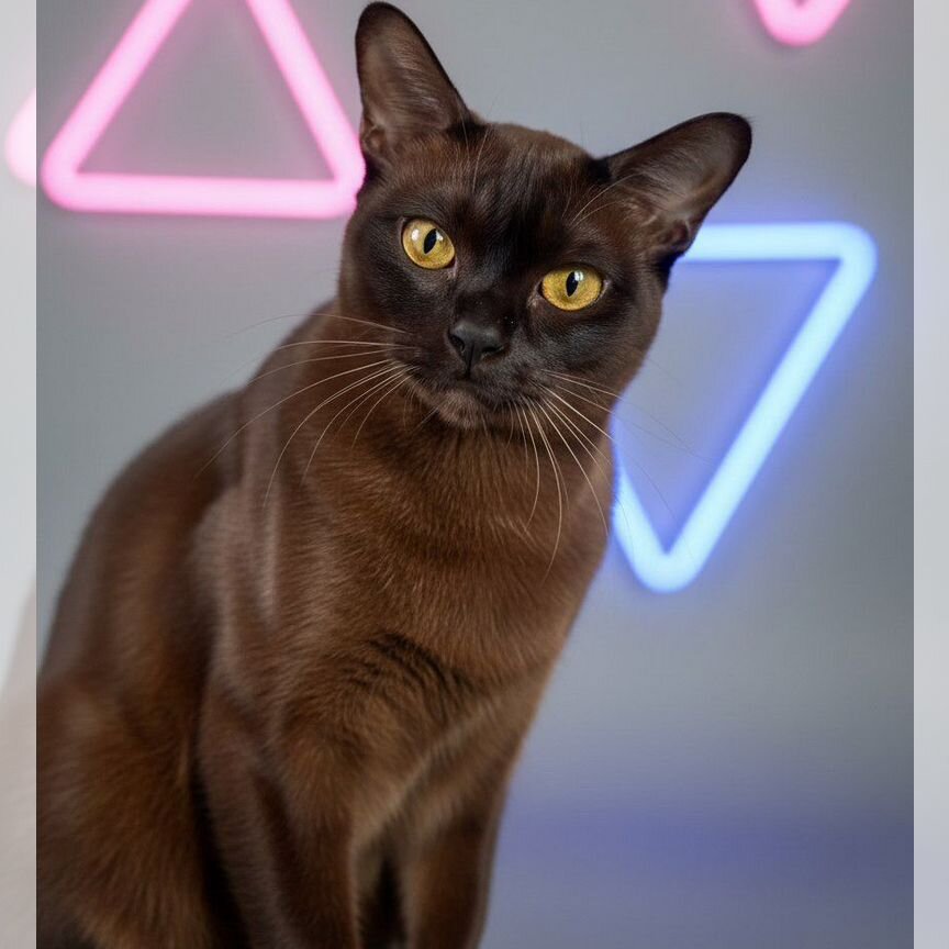 Европейская бурманская кошка, взрослая