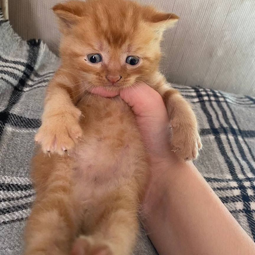 Котята шотландцы