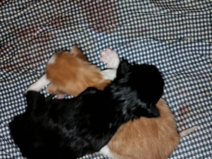 Продажа кошек и котят