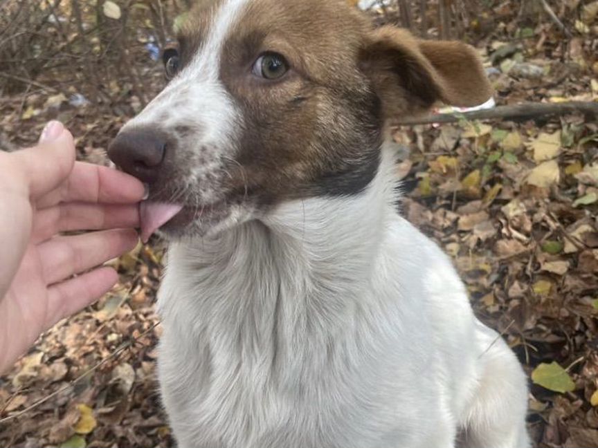 Крупный мальчик щенок в поисках дома