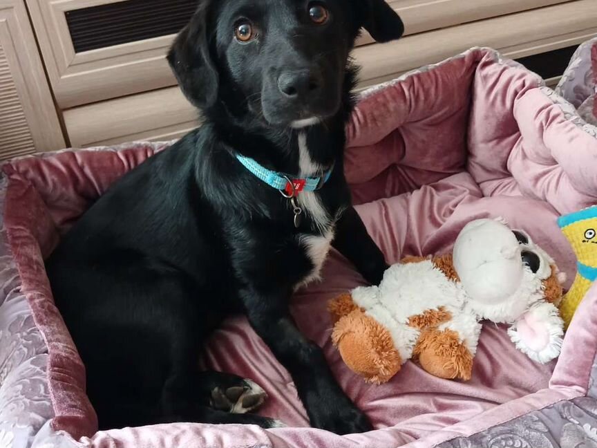 Собака в добрые руки отдам бесплатно