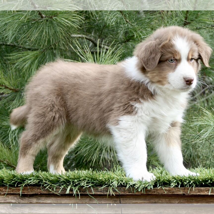 Австралийская овчарка, щенок