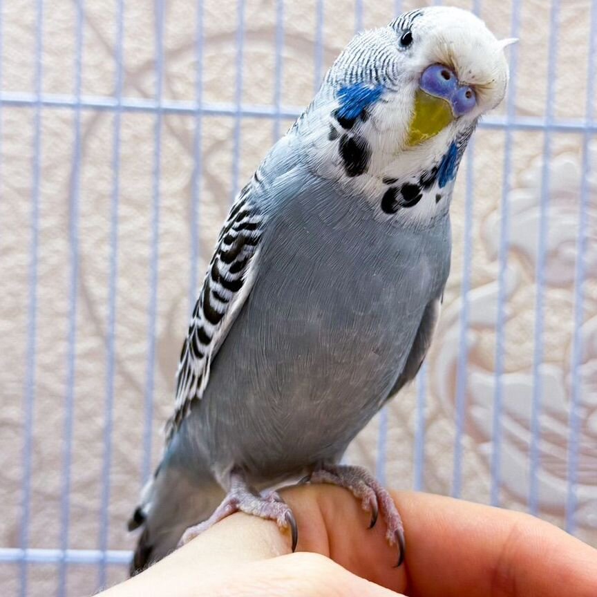 Супер ручной Чех Волнистый попугай