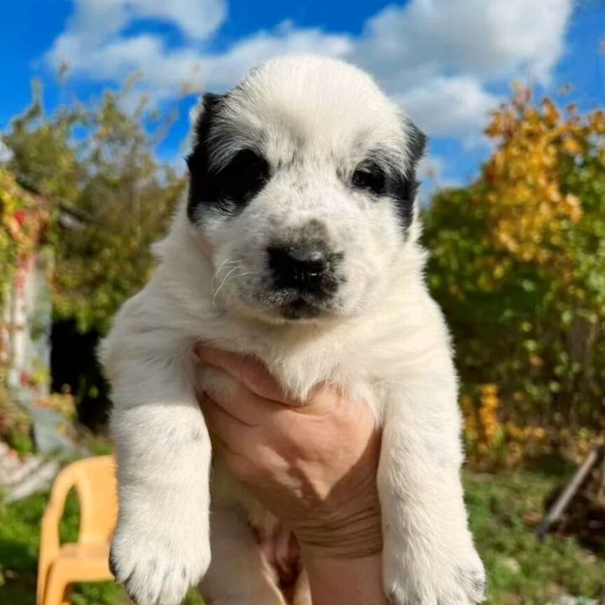 Среднеазиатская овчарка алабай щенки