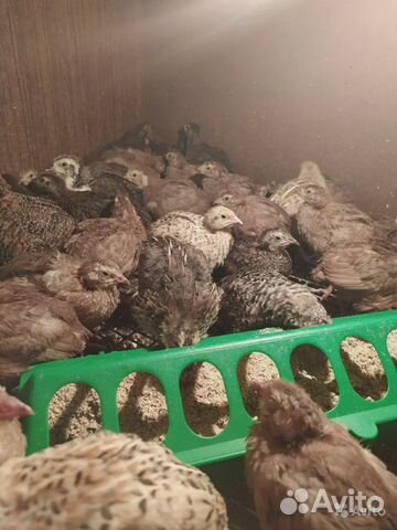 Перепела петухи