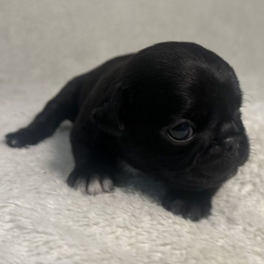 Мопс, щенок