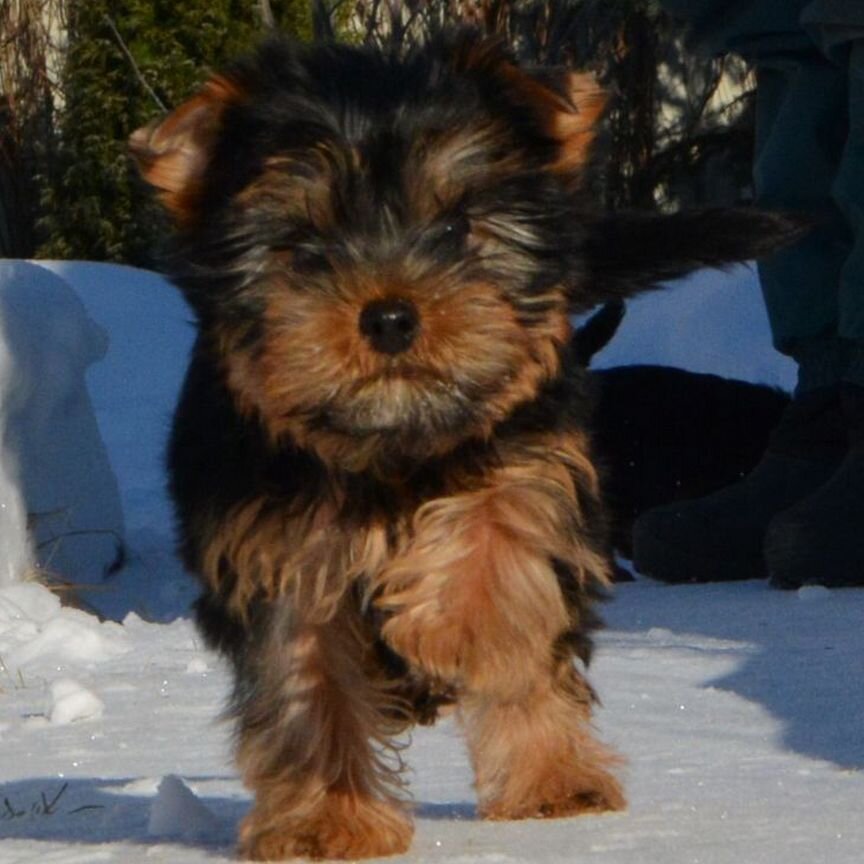 Йоркширский терьер, щенок