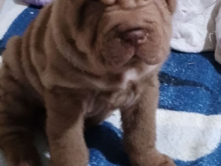 Щенки шарпей