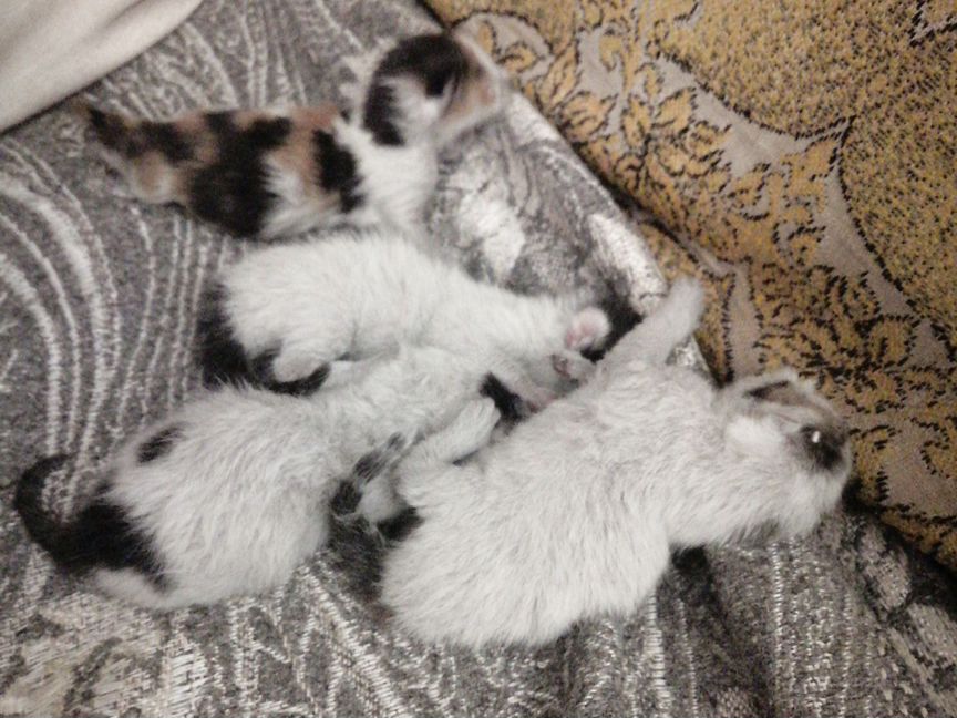 Заберите котят маленькие