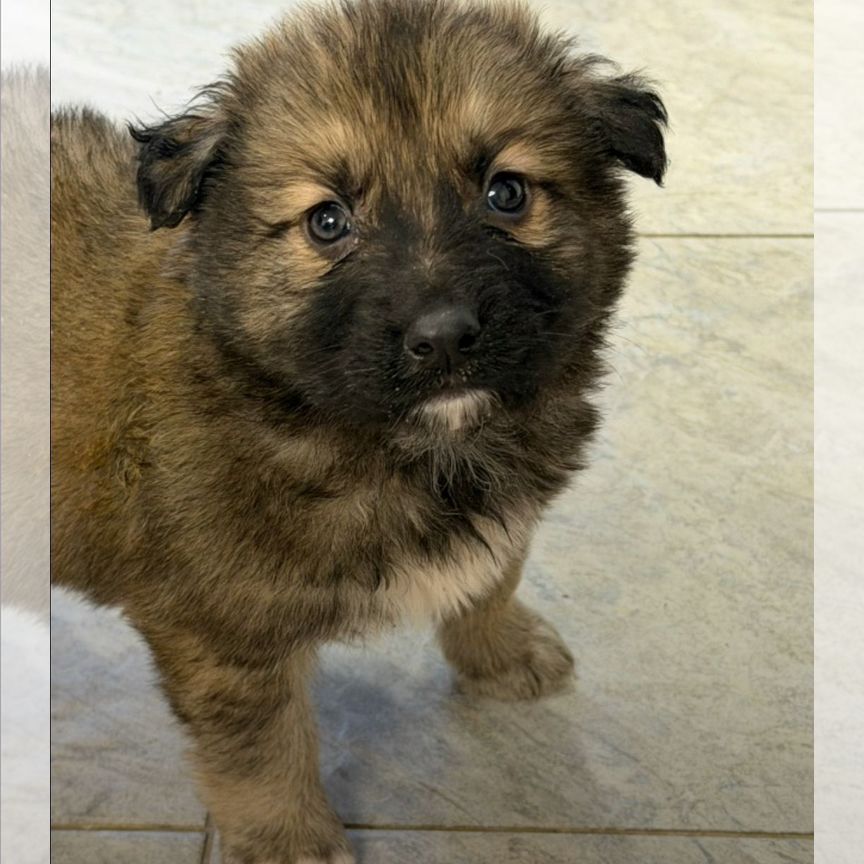 Щенок в добрые руки