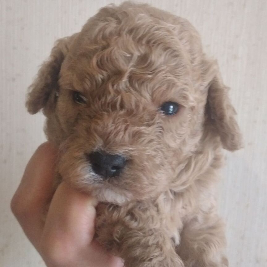 Той-пудель, щенок