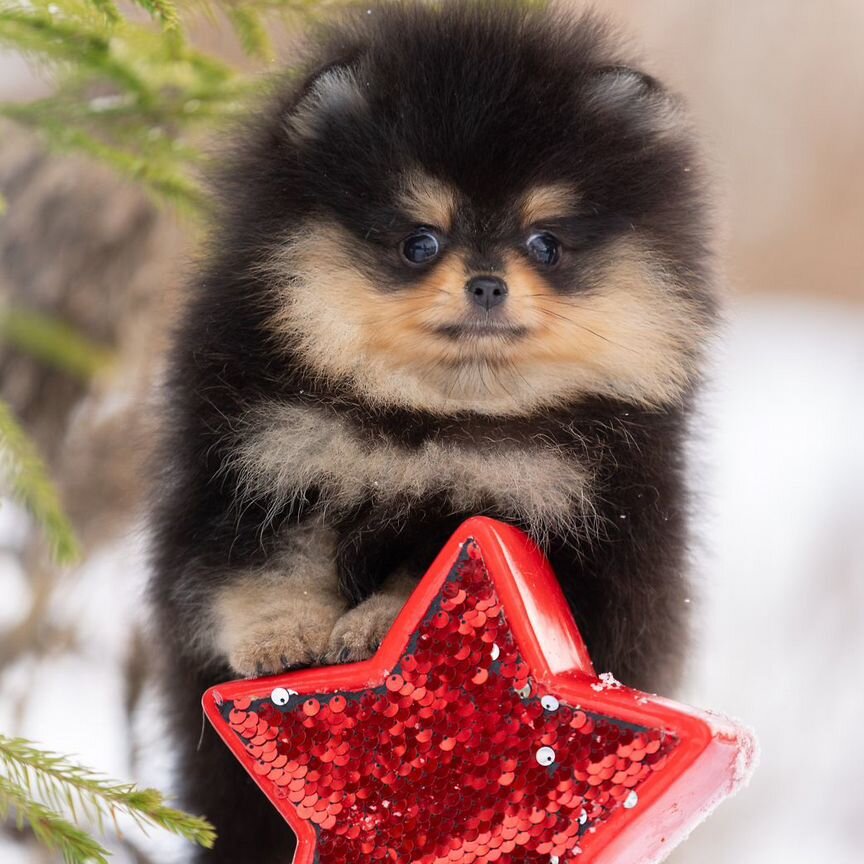 Померанский шпиц, щенок