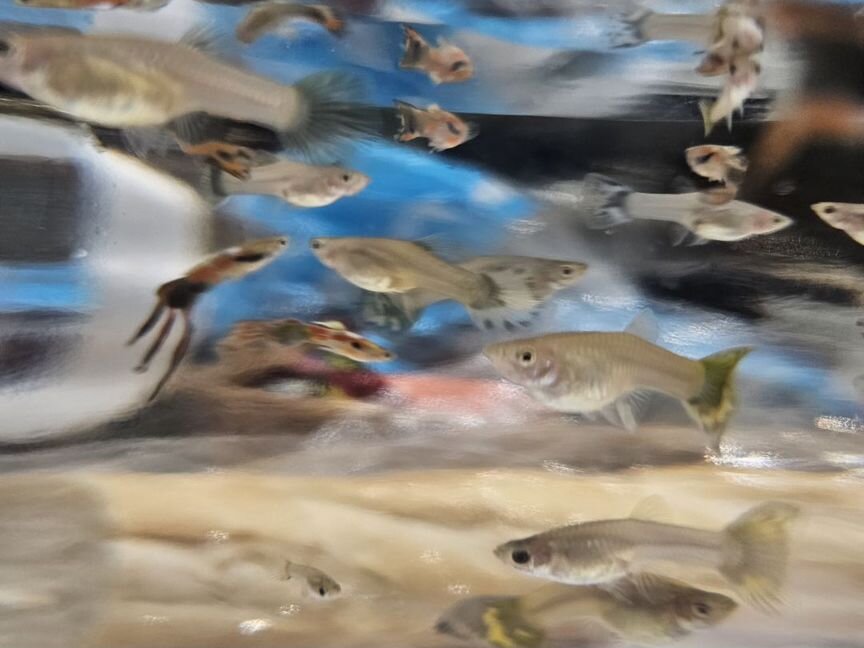 Аквариумные рыбки гуппи бесплатно