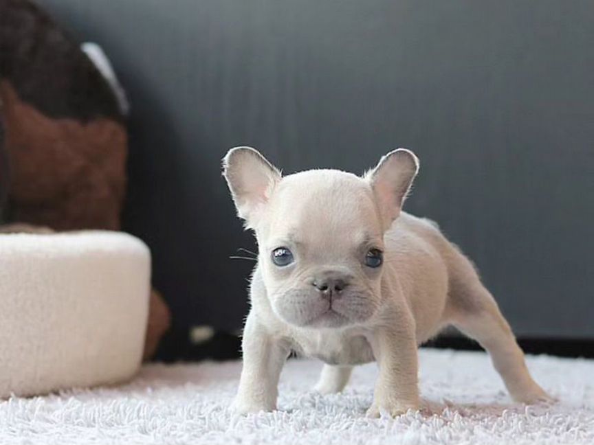 Мини французик из Кореи