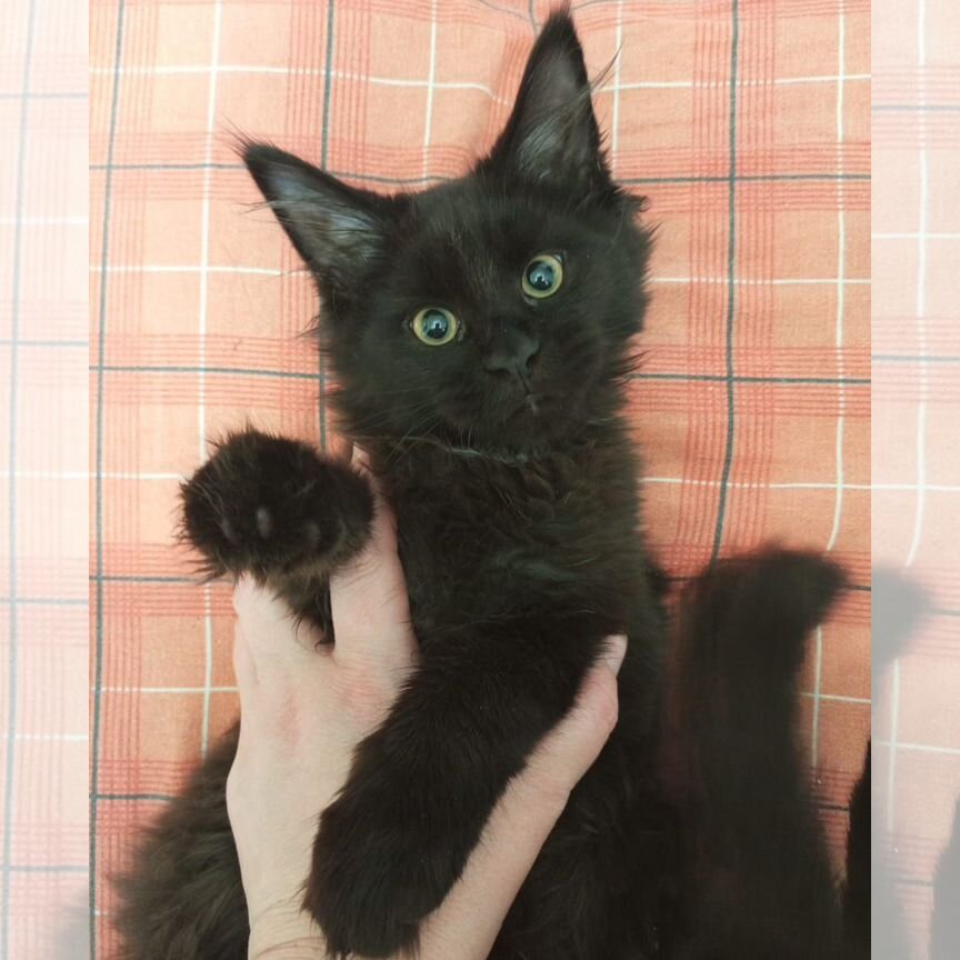 Котенок кошка мейкун