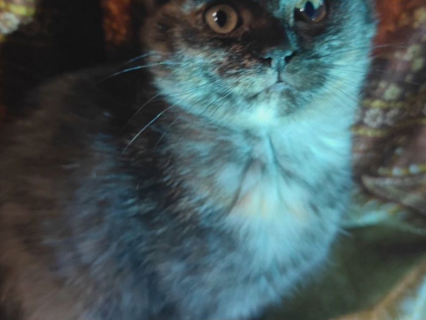 Котенок Котёночек котенка