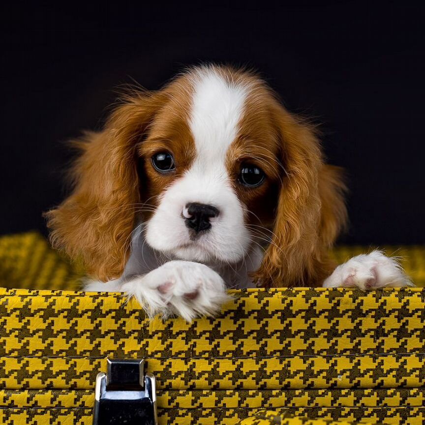 Кавалер кинг-чарльз-спаниель, щенок