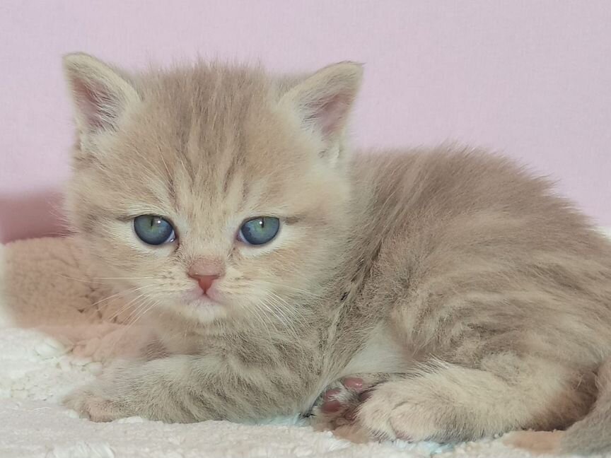 Кот британский лиловый