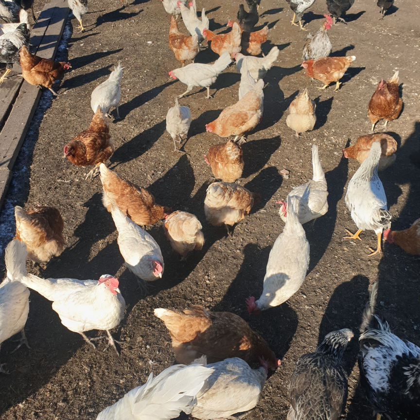 Куры несушки