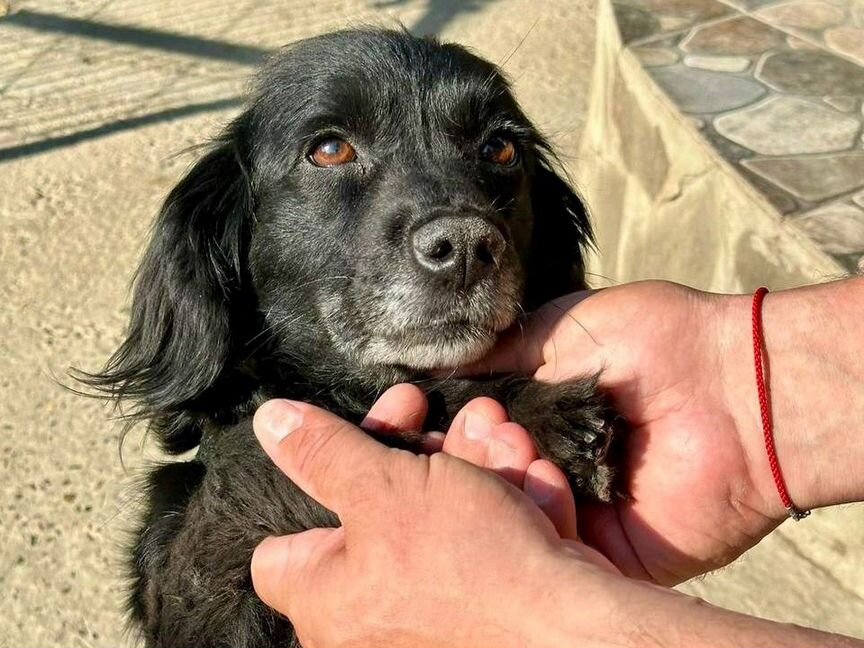 Небольшая собака в добрые руки